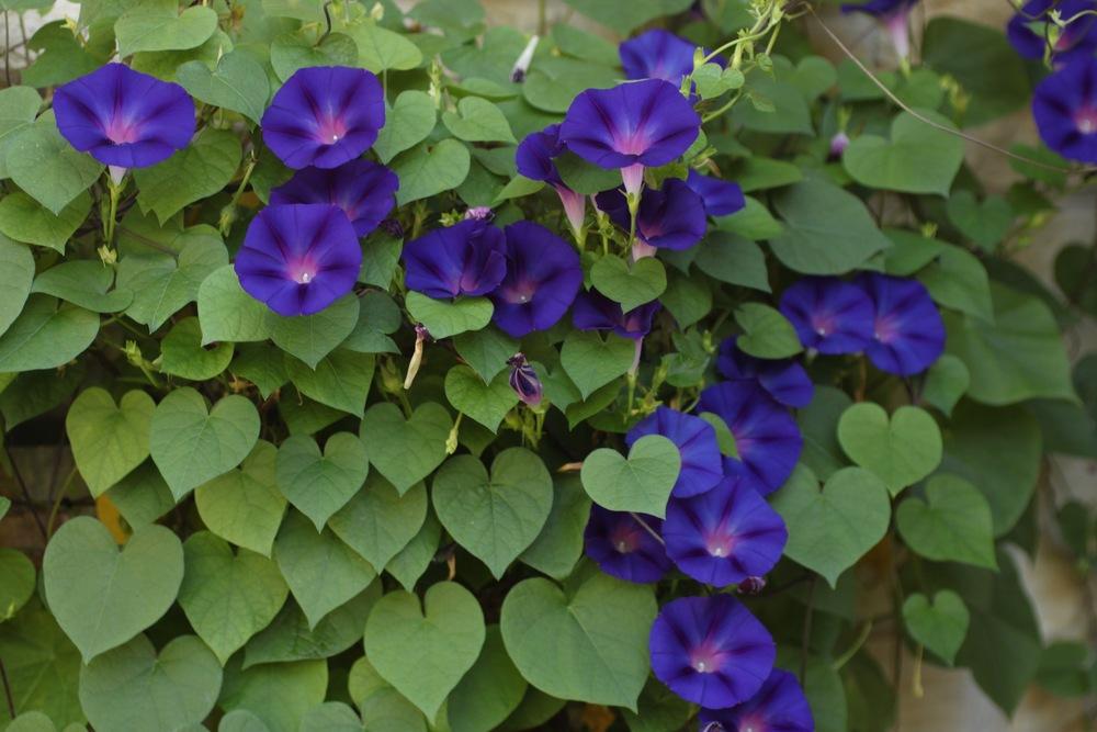 Morning Glories: Plant Care and Collection of Varieties - Garden.org