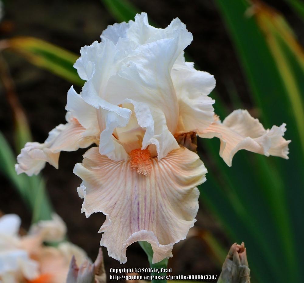 Photo of the bloom of Tall Bearded Iris (Iris 'All About Me') posted by ...