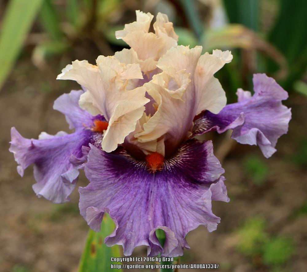 Tall Bearded Iris (Iris 'Paris Memory') in the Irises Database - Garden.org