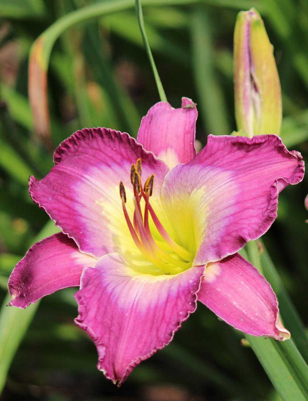 Daylily of the Day: Chinese Scribe in the Plants of the Day forum ...
