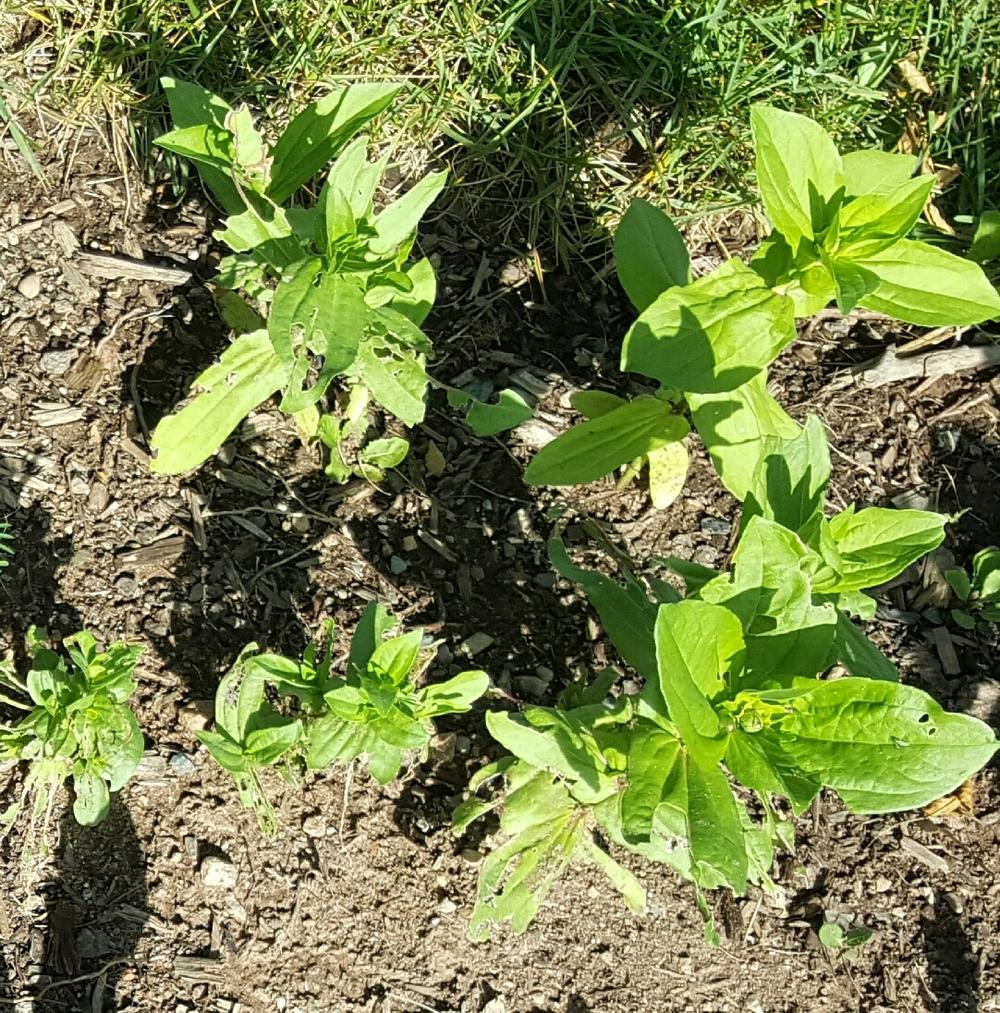 Zinnia button box in the Annuals forum - Garden.org