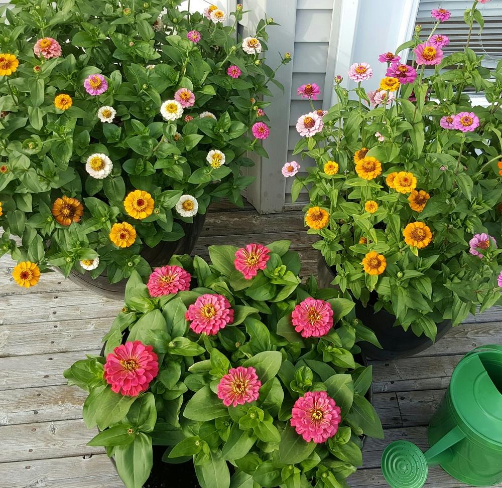 Zinnia button box in the Annuals forum - Garden.org