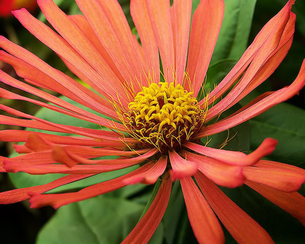Zinnia button box in the Annuals forum - Garden.org
