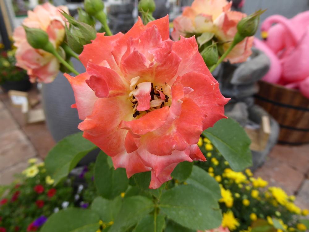 Photo of the bloom of Rose (Rosa 'Charisma') posted by mellielong ...