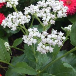 Photo of the entire plant of Wild Quinine (Parthenium integrifolium ...