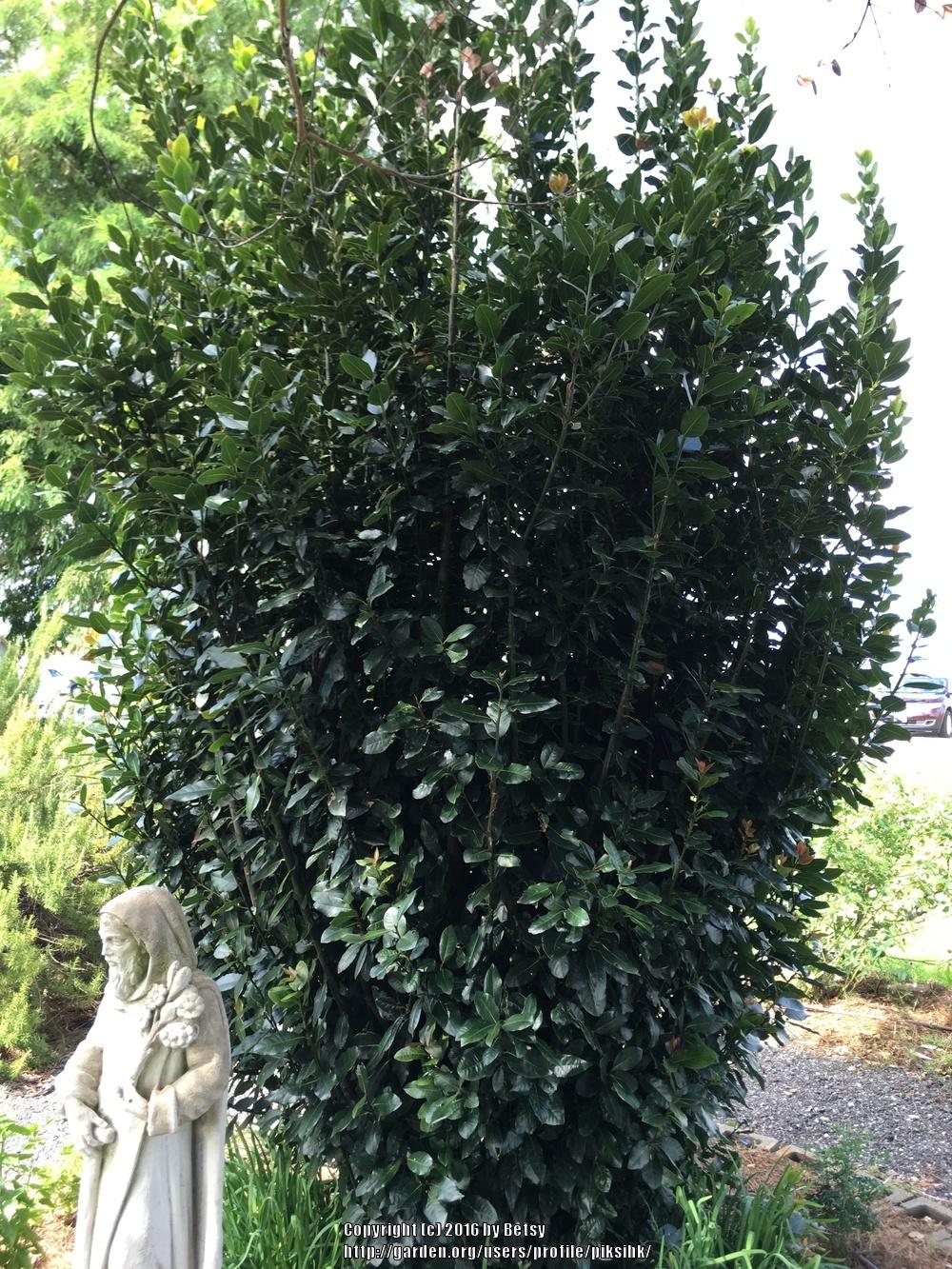 Photo of the entire plant of Bay Laurel (Laurus nobilis) posted by ...