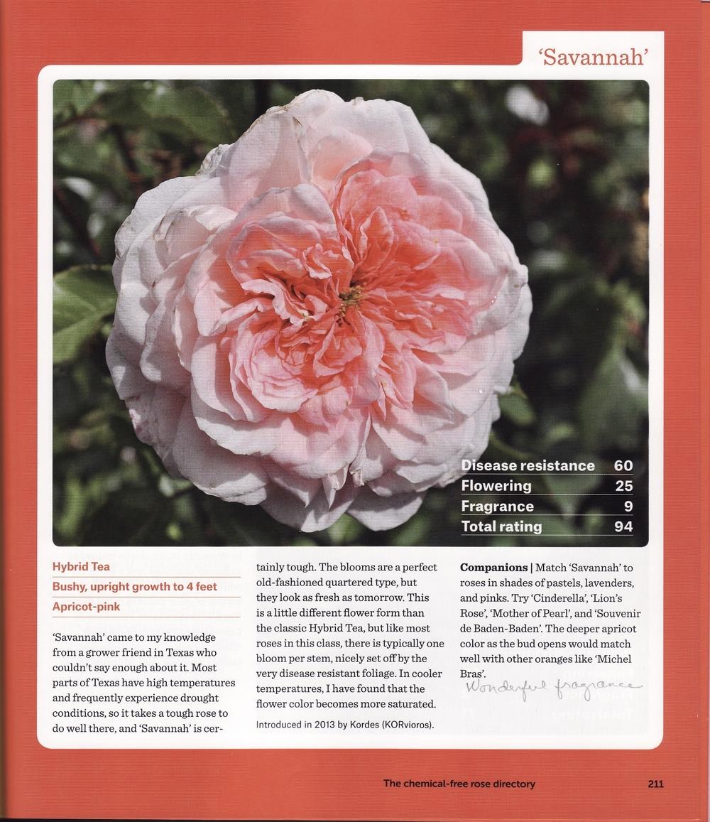 'Knock Out' Rose Alternatives in the Roses forum - Garden.org