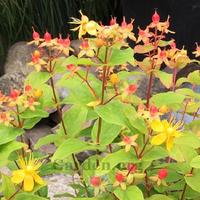 Photo of the fruit of Tall Tutsan (Hypericum x inodorum First Editions ...
