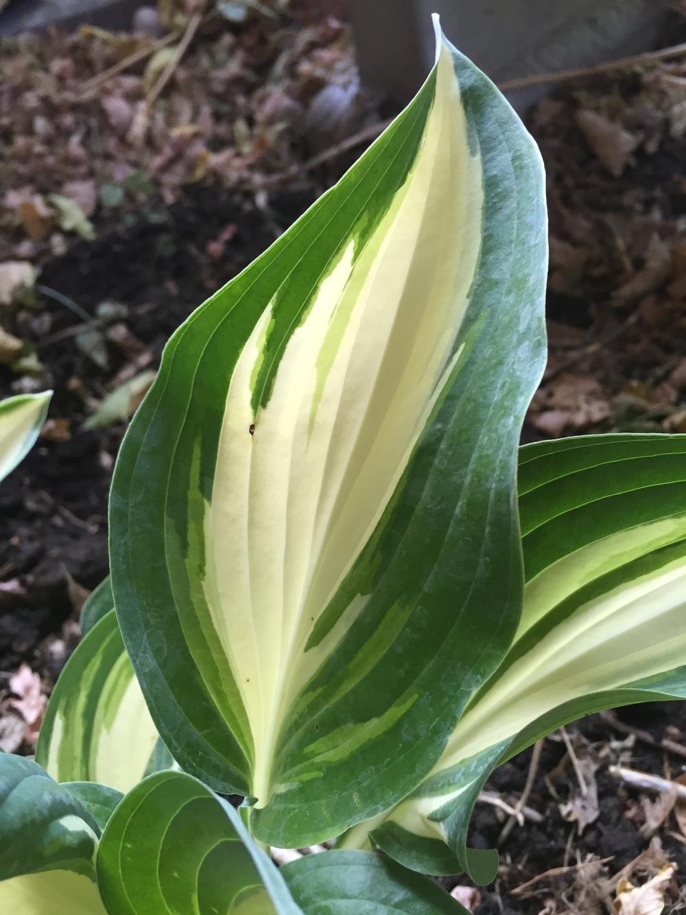 Hosta 'Moonstruck' in the Hostas Database - Garden.org