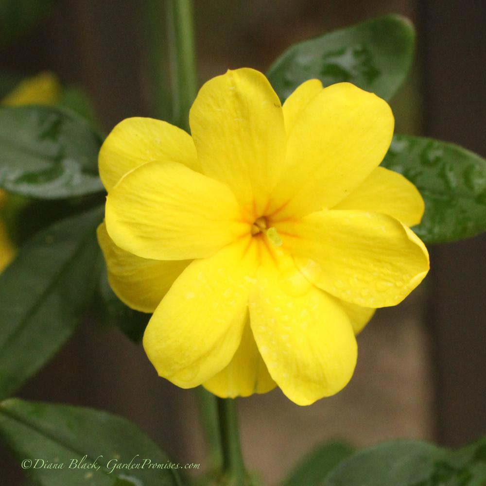 Yellow Jessamine (Gelsemium sempervirens 'Pride of Augusta') - Garden.org
