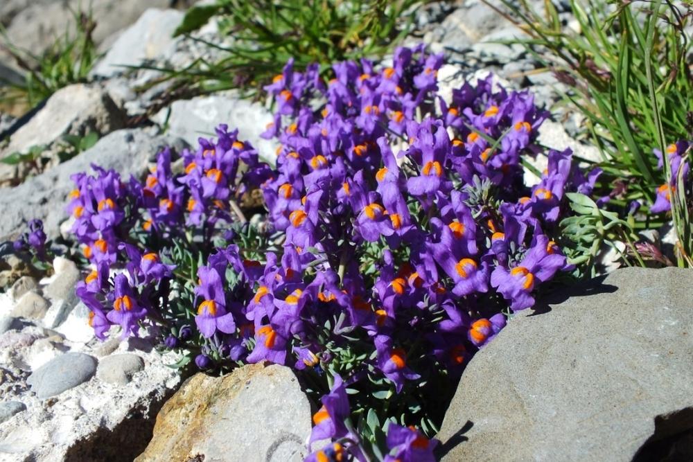 Photo of the entire plant of Alpine Toadflax (Linaria alpina) posted by ...