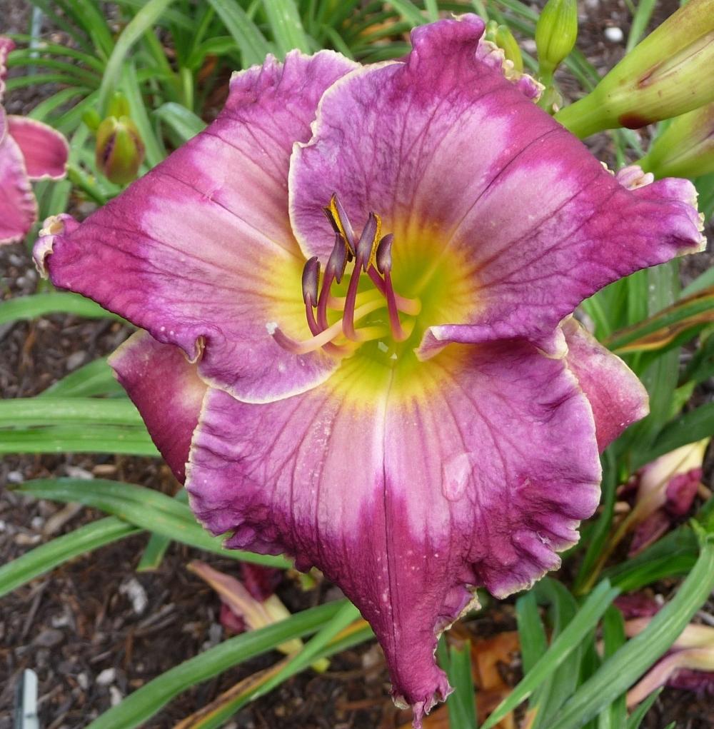 Photo of the bloom of Daylily (Hemerocallis 'Vanishing Mist') posted by ...
