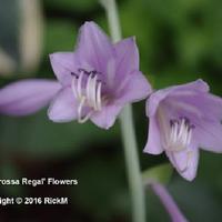 Photo of the stamens, filaments and pistils of Hosta 'Krossa Regal ...
