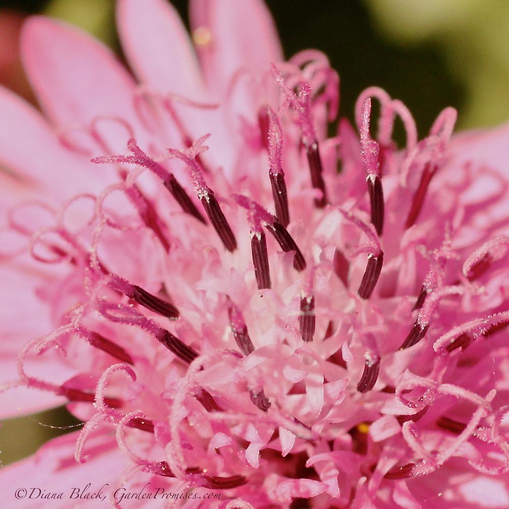 Sand Palafox (Palafoxia hookeriana) - Garden.org