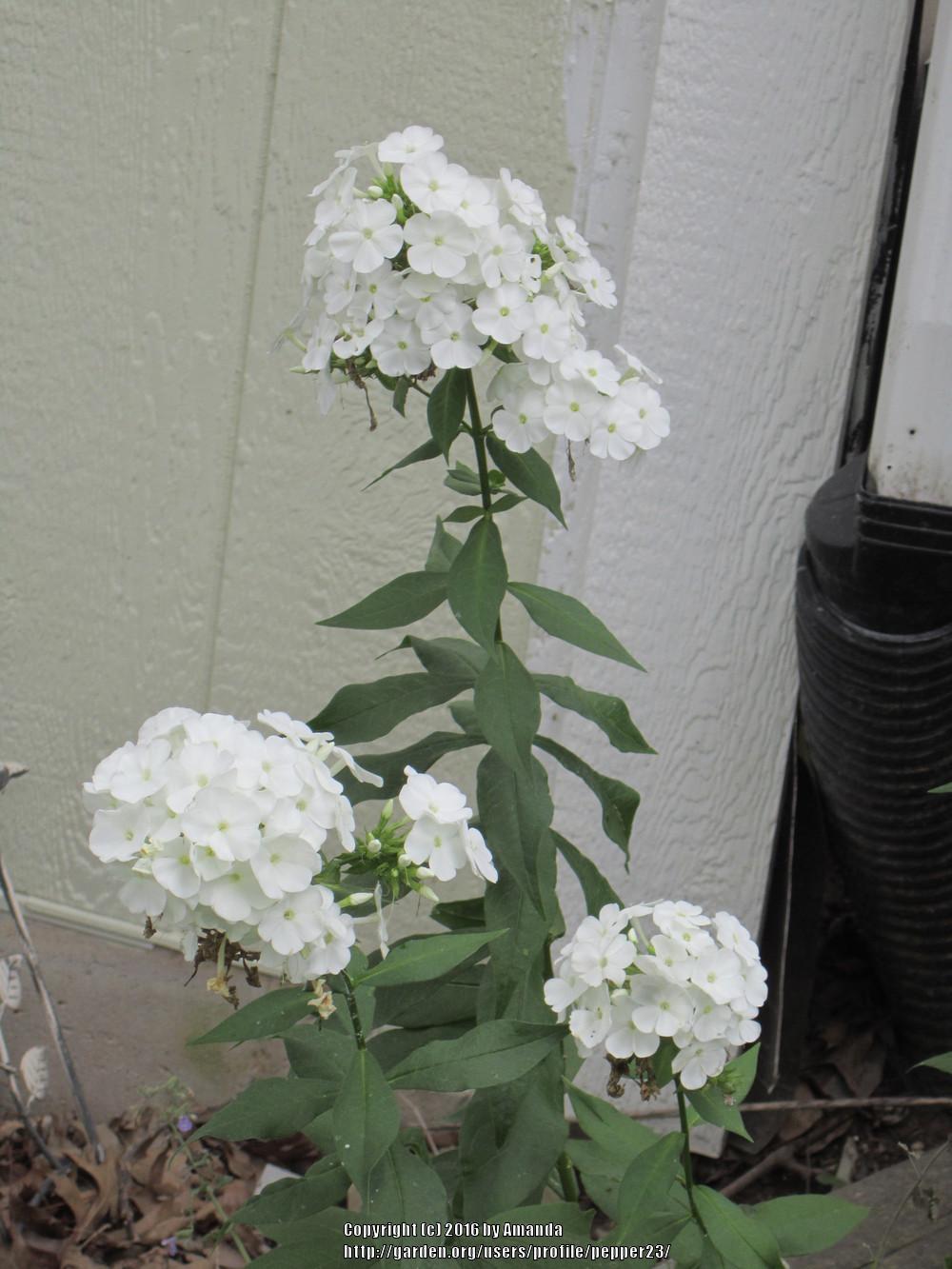 Phloxes: Plant Care and Collection of Varieties - Garden.org