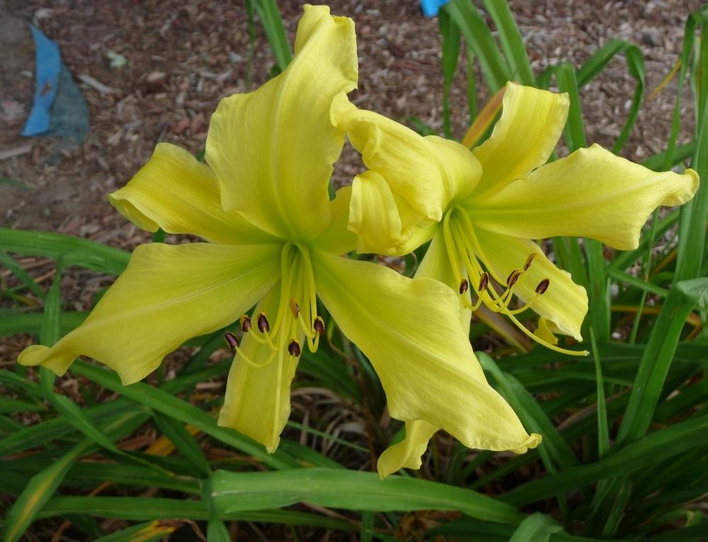 Daylily (Hemerocallis 'Woodland Spider') in the Daylilies Database ...