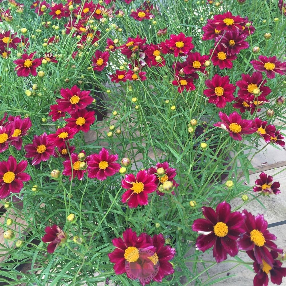 Mercury Rising Coreopsis
