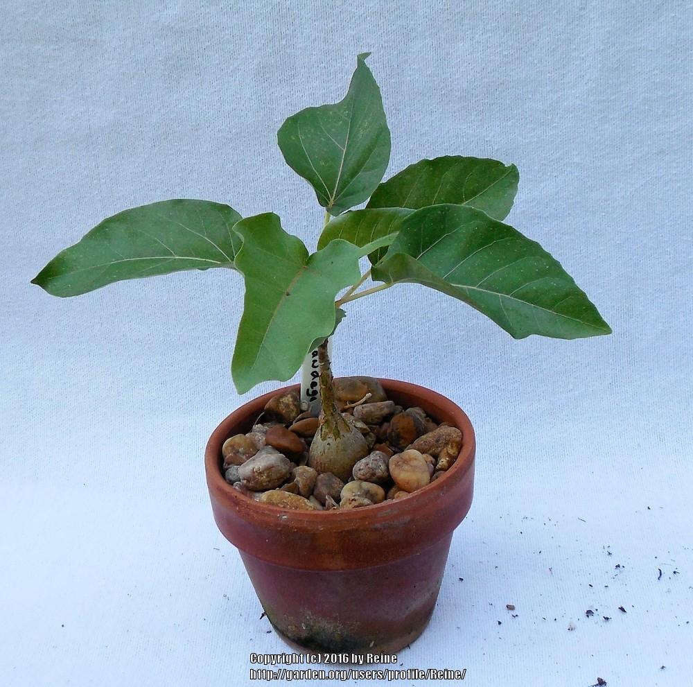 Ficus petiolaris subsp. brandegeei - Garden.org