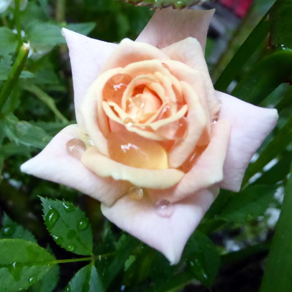 Rose (Rosa 'Giggles') in the Roses Database - Garden.org