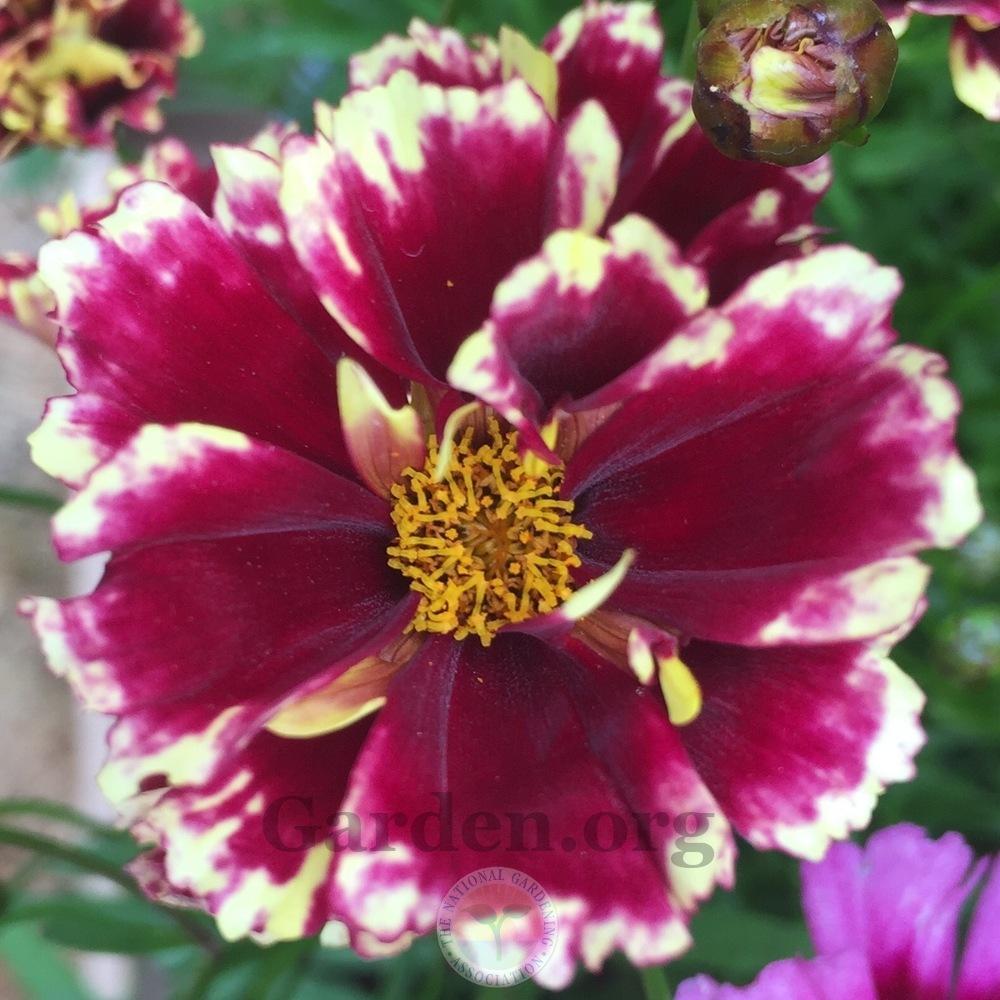 Photo of the bloom of Hybrid Tickseed (Coreopsis Hardy Jewel™ Ruby ...