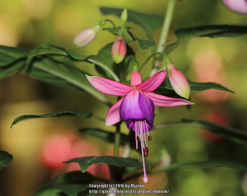 Lady's Eardrops (Fuchsia 'Echo') in the Fuchsias Database - Garden.org