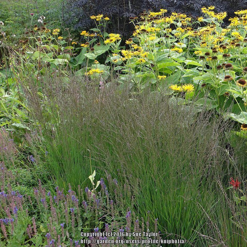 Moor Grass (Molinia caerulea 'Moorflamme') - Garden.org