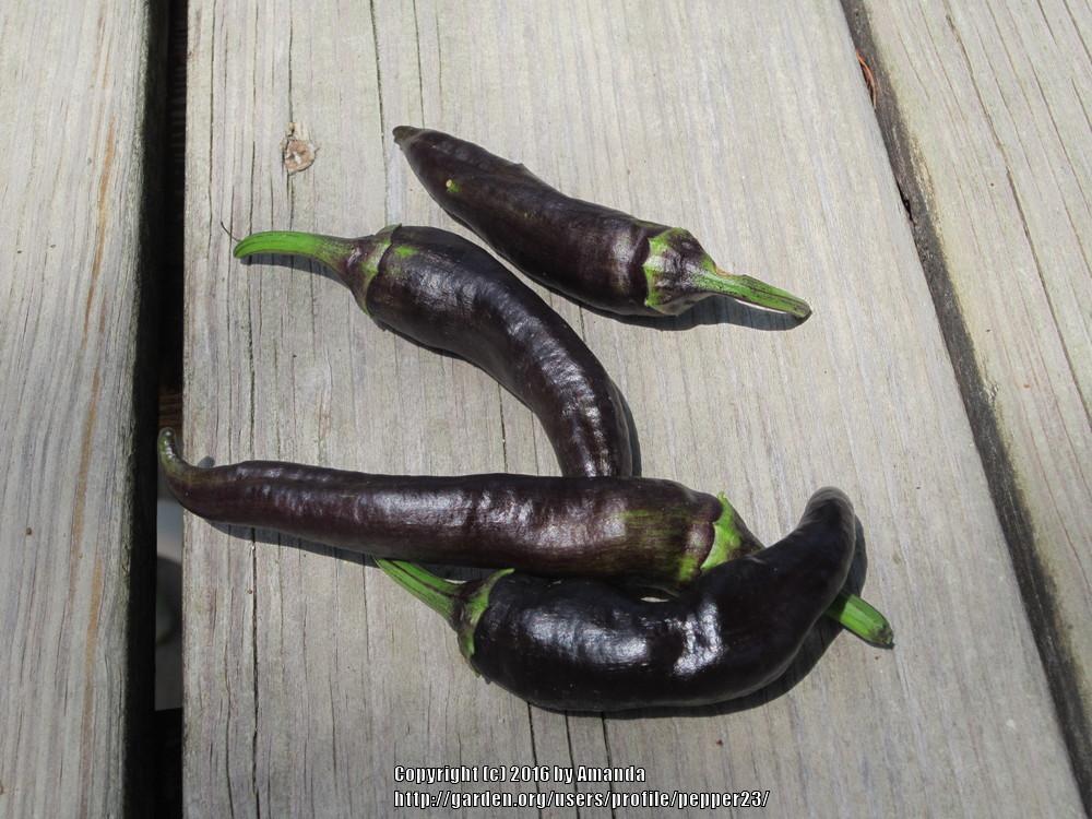 Sweet Pepper (Capsicum annuum 'Purple Marconi') in the Peppers Database ...