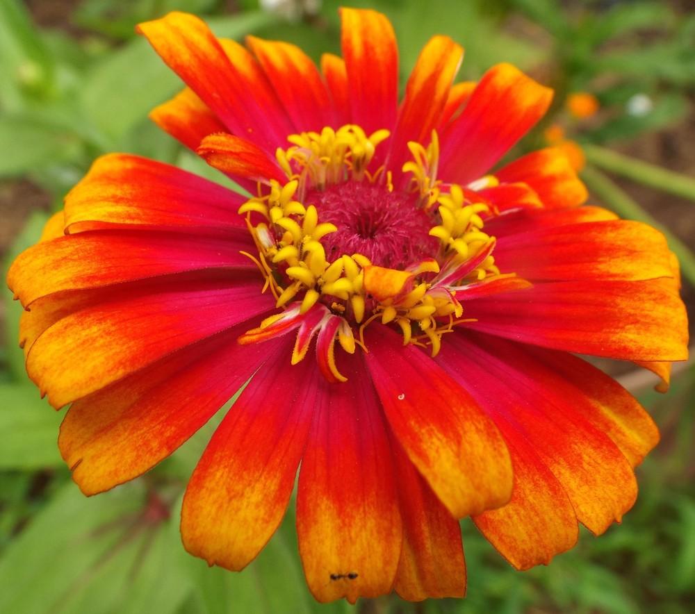 Photo of the bloom of Zinnia (Zinnia elegans 'Carousel Mix') posted by ...