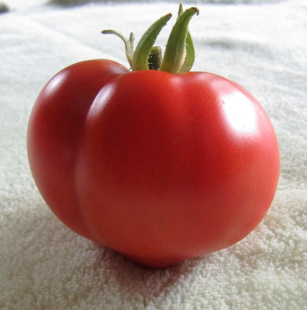 Tomato (Solanum lycopersicum 'First Lady') in the Tomatoes Database ...