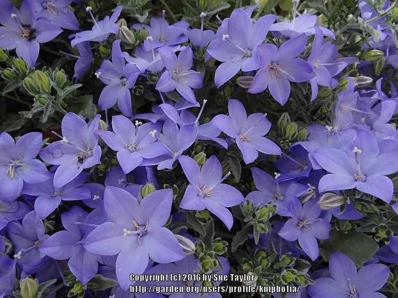Italian Bellflower (Campanula isophylla) in the Bellflowers Database ...