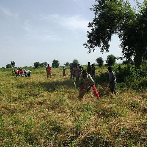 White Fonio (Digitaria exilis) - Garden.org