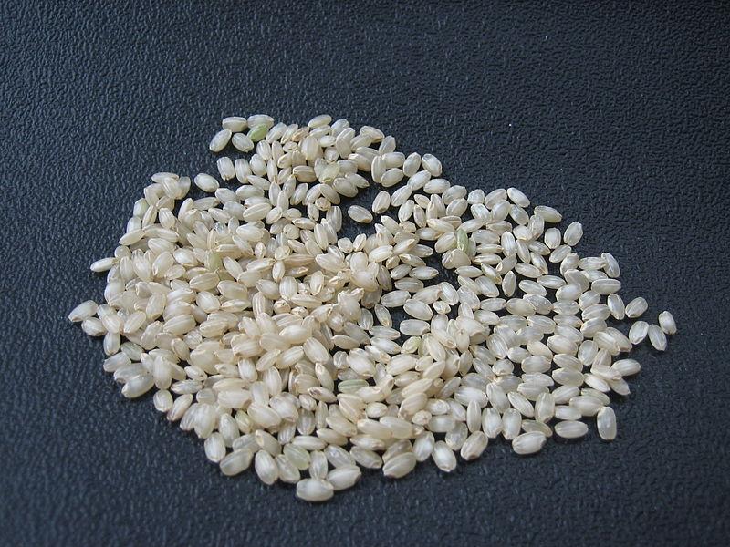 Rice (Oryza 'Yamada-Nishiki') - Garden.org
