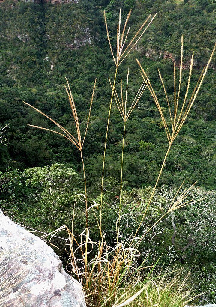 Giant Pangola Grass (Digitaria eriantha) - Garden.org