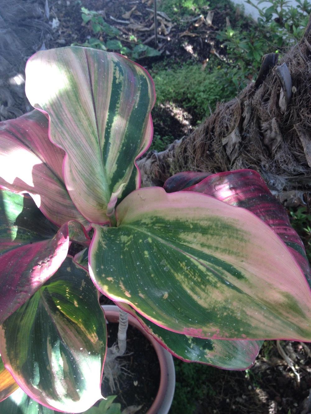 Photo of the leaves of Ti Leaf (Cordyline fruticosa 'Rainbow Juno ...
