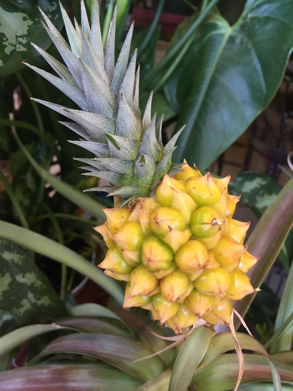 Photo of the fruit of Pineapple (Ananas comosus var. comosus) posted by ...