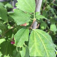 Rose of Sharon (Hibiscus syriacus 'Collie Mullens') in the Roses of ...
