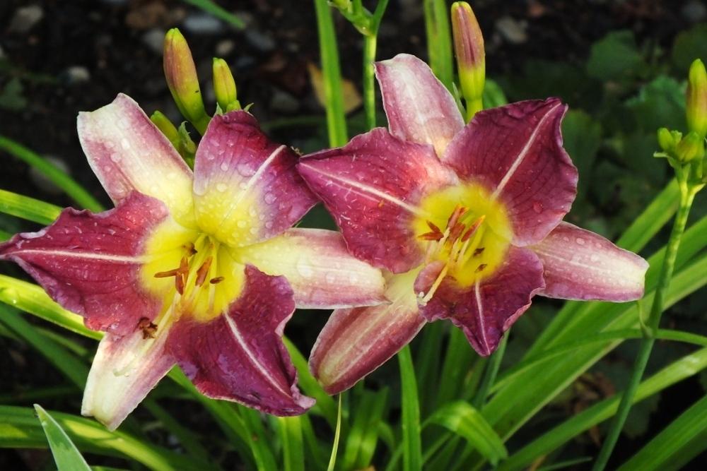 Photo of the bloom of Daylily (Hemerocallis 'Blue Sheen') posted by ...