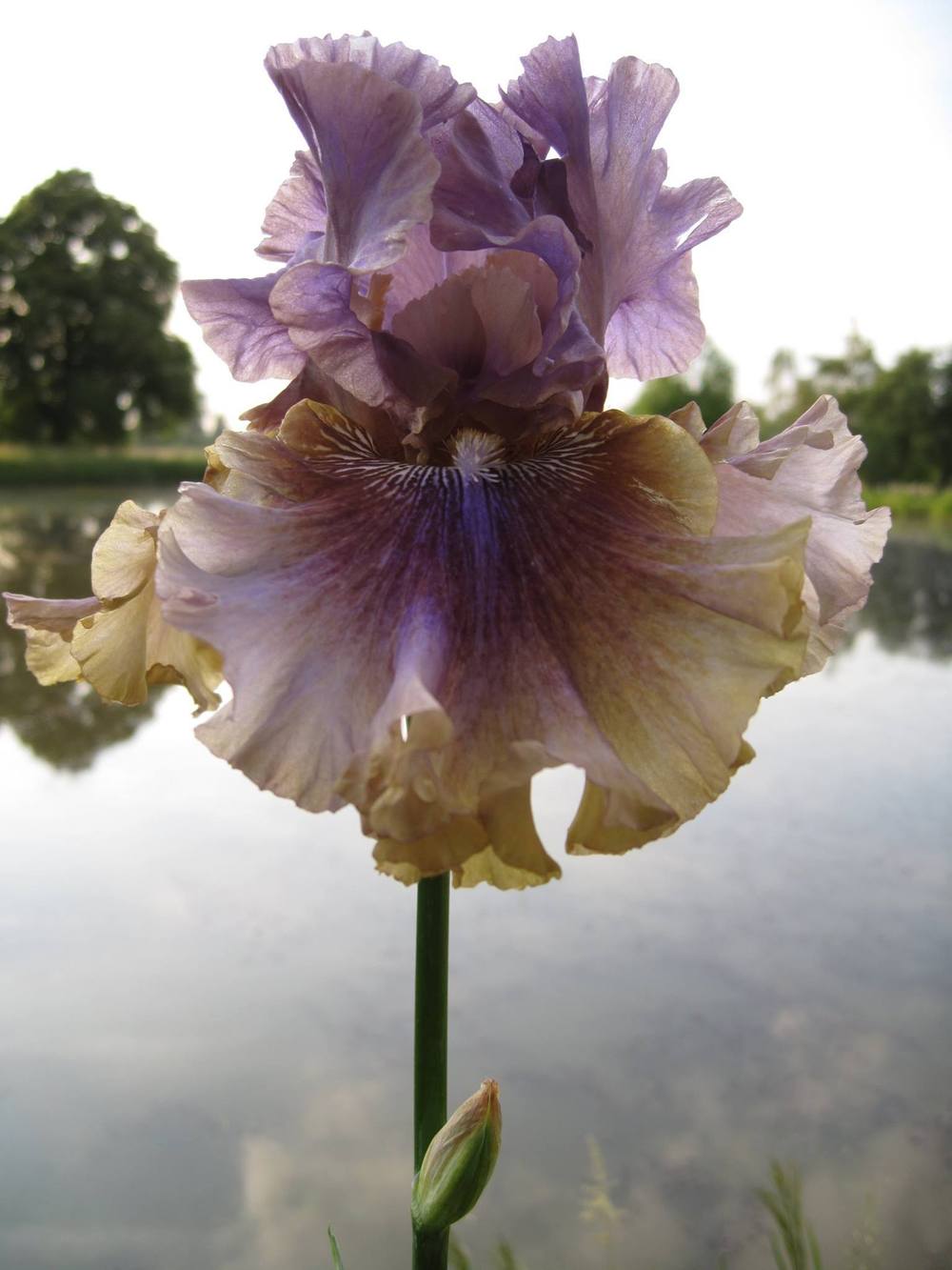 Photo of the bloom of Tall Bearded Iris (Iris 'Pretty Ballerina ...