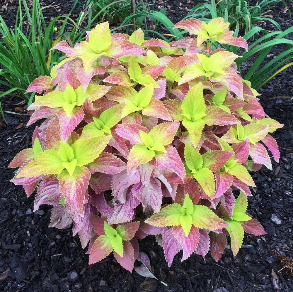 Photo of the entire plant of Coleus (Coleus scutellarioides 'Alabama ...