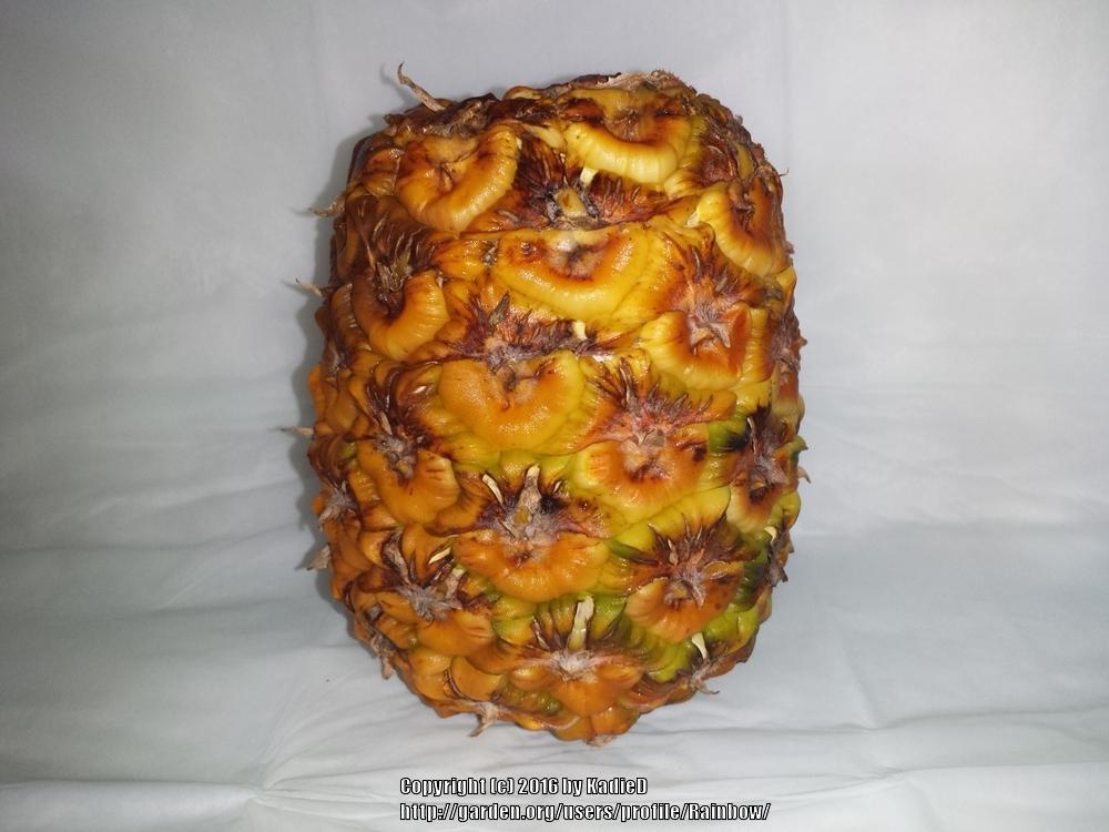 Pineapple with Multiple Crowns in the Tropicals forum - Garden.org