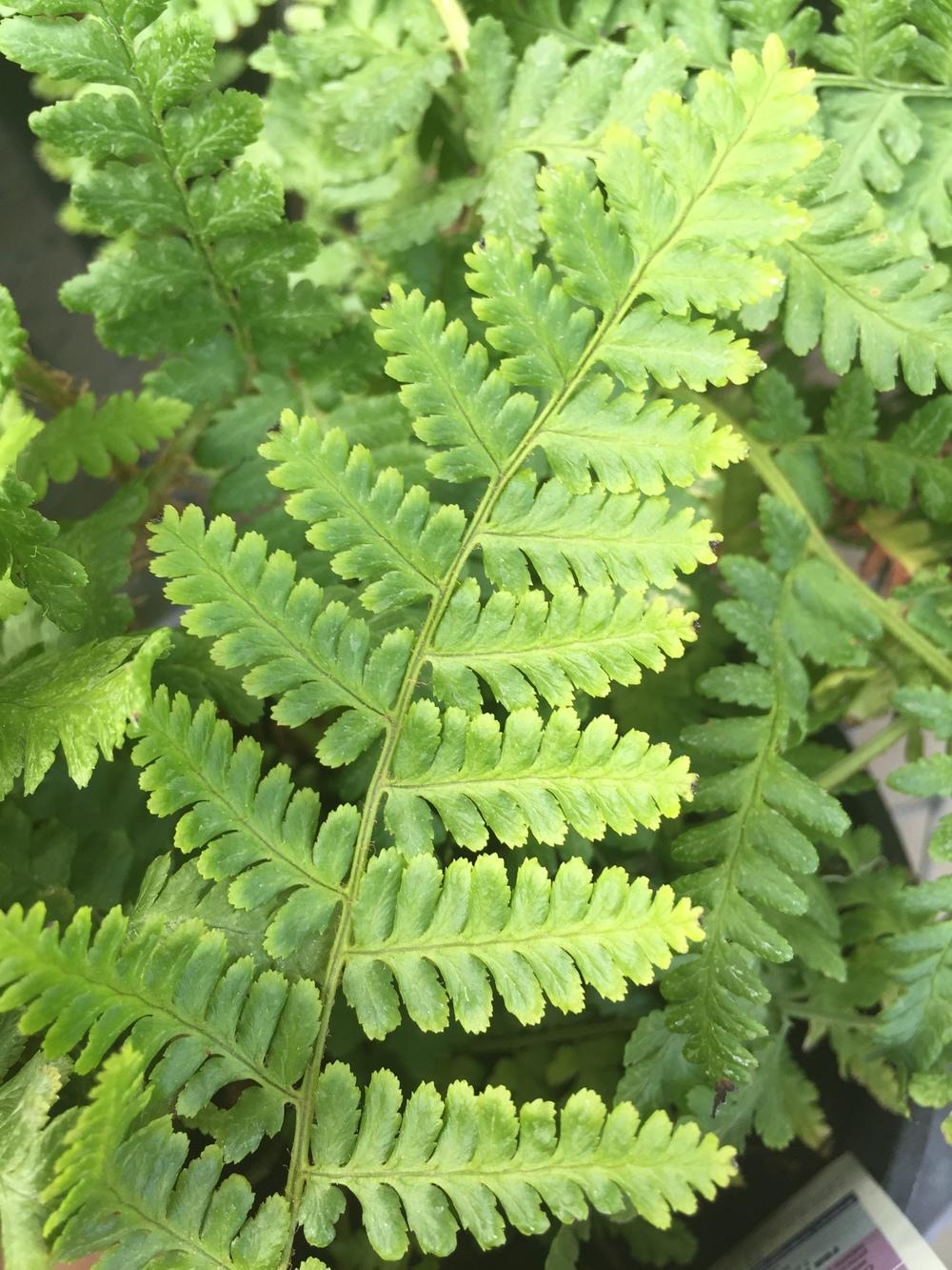 Male Fern (Dryopteris filix-mas 'Parsley') - Garden.org