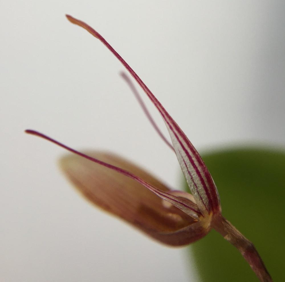 Photo of the bloom of Orchid (Restrepia antennifera) posted by Ursula ...
