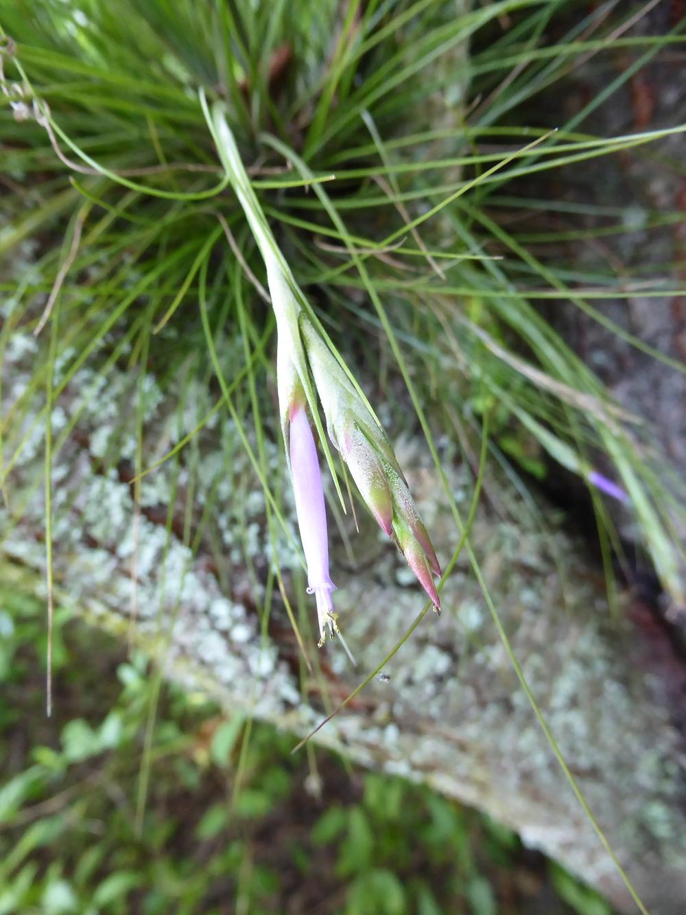 Photo of the bloom of Southern needleleaf (Tillandsia setacea) posted ...