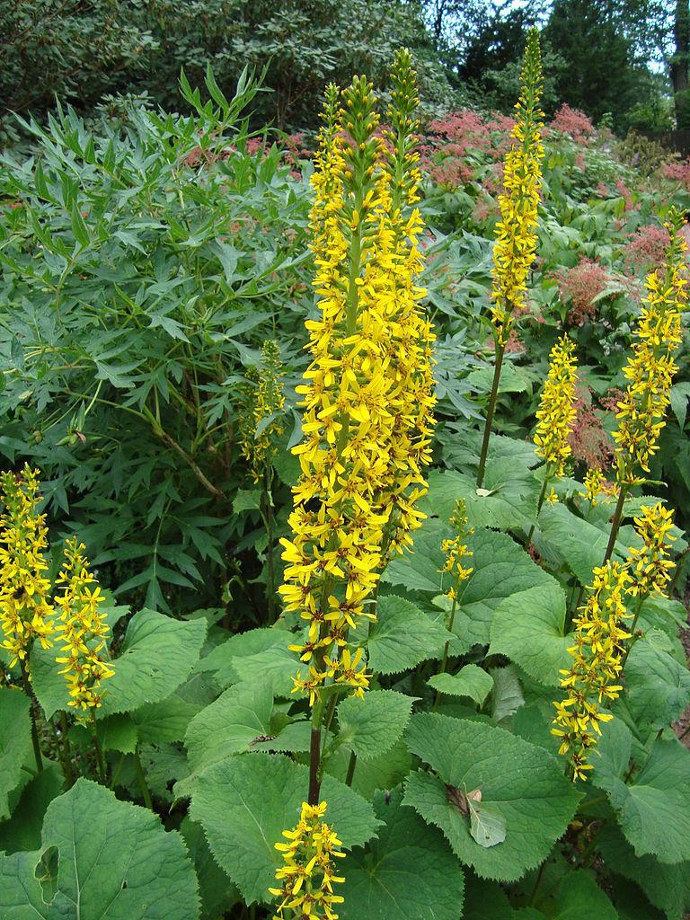 Leopard Plant (Ligularia alatipes) in the Ligularias Database - Garden.org