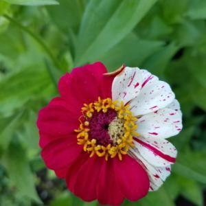 Zinnia (Zinnia elegans 'Candy Cane Mix') - Garden.org