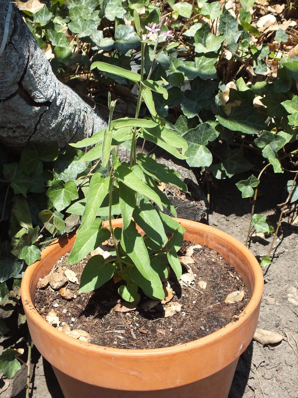 Photo of the entire plant of Pink Flowered Tweedia (Oxypetalum ...