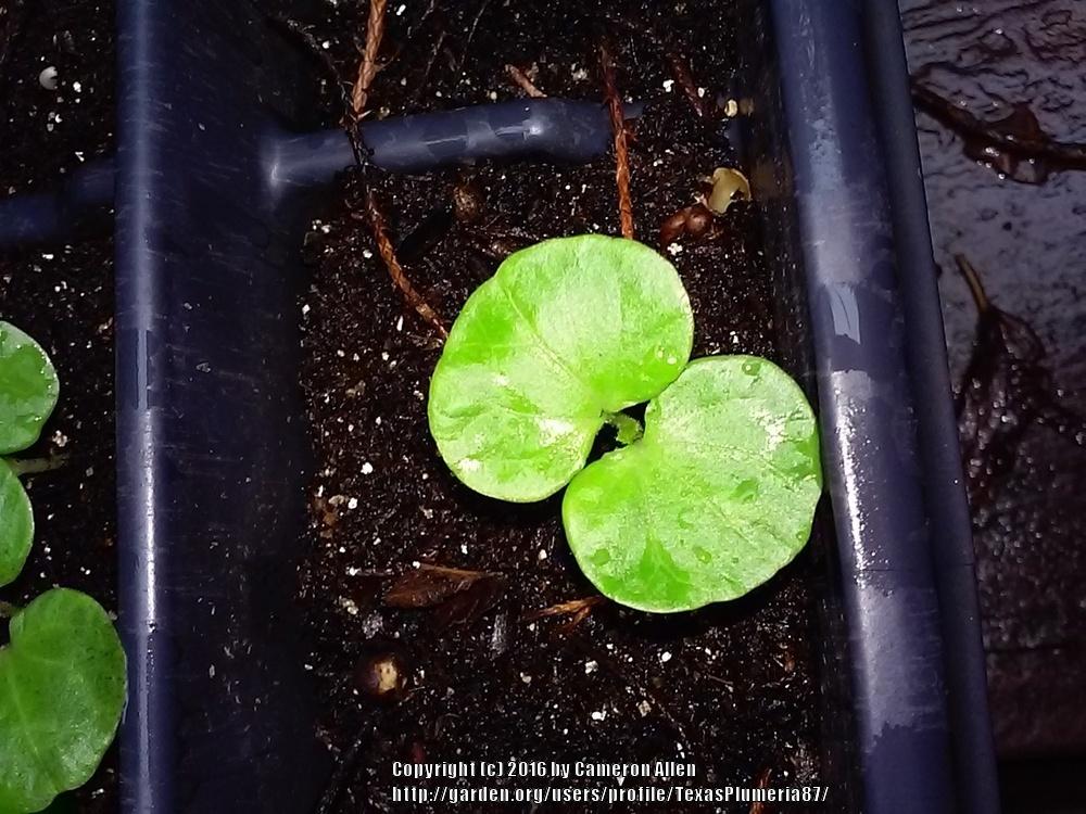 Photo of the seedling or young plant of Turk's Cap (Malvaviscus arboreus var. drummondii 'Pam ...