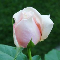 Rose (Rosa 'Paul Ricard') in the Roses Database - Garden.org