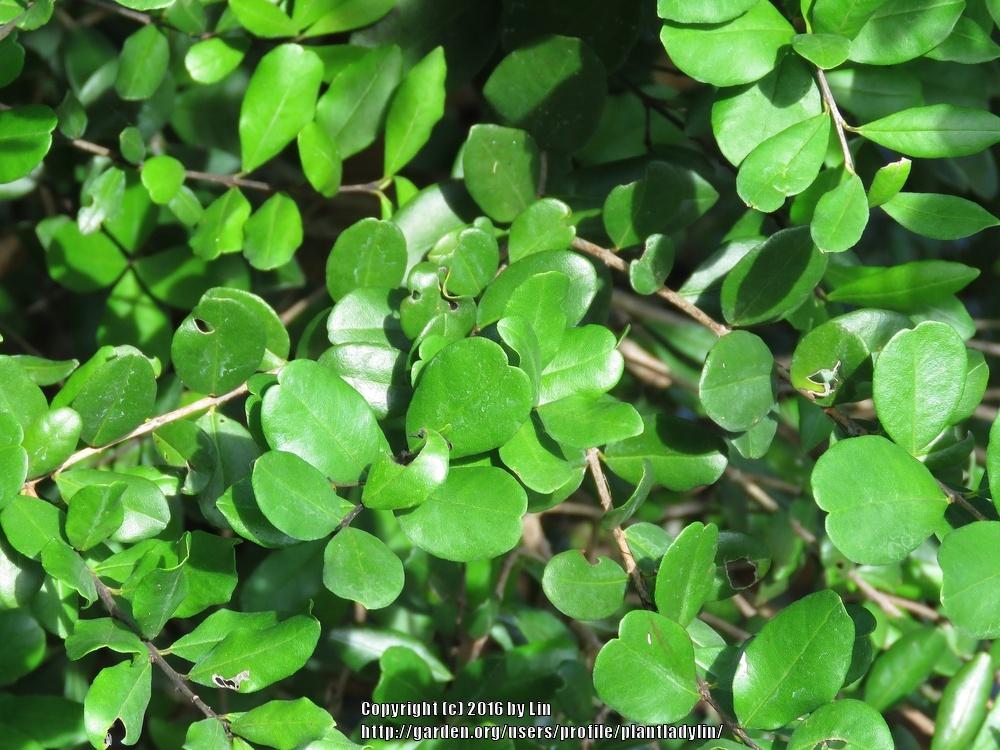 Photo of the leaves of Simpson's Stopper (Myrcianthes fragrans) posted ...