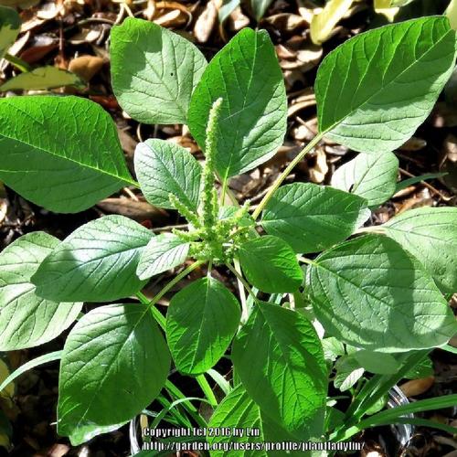 Amaranthus emarginatus subsp. emarginatus - Garden.org